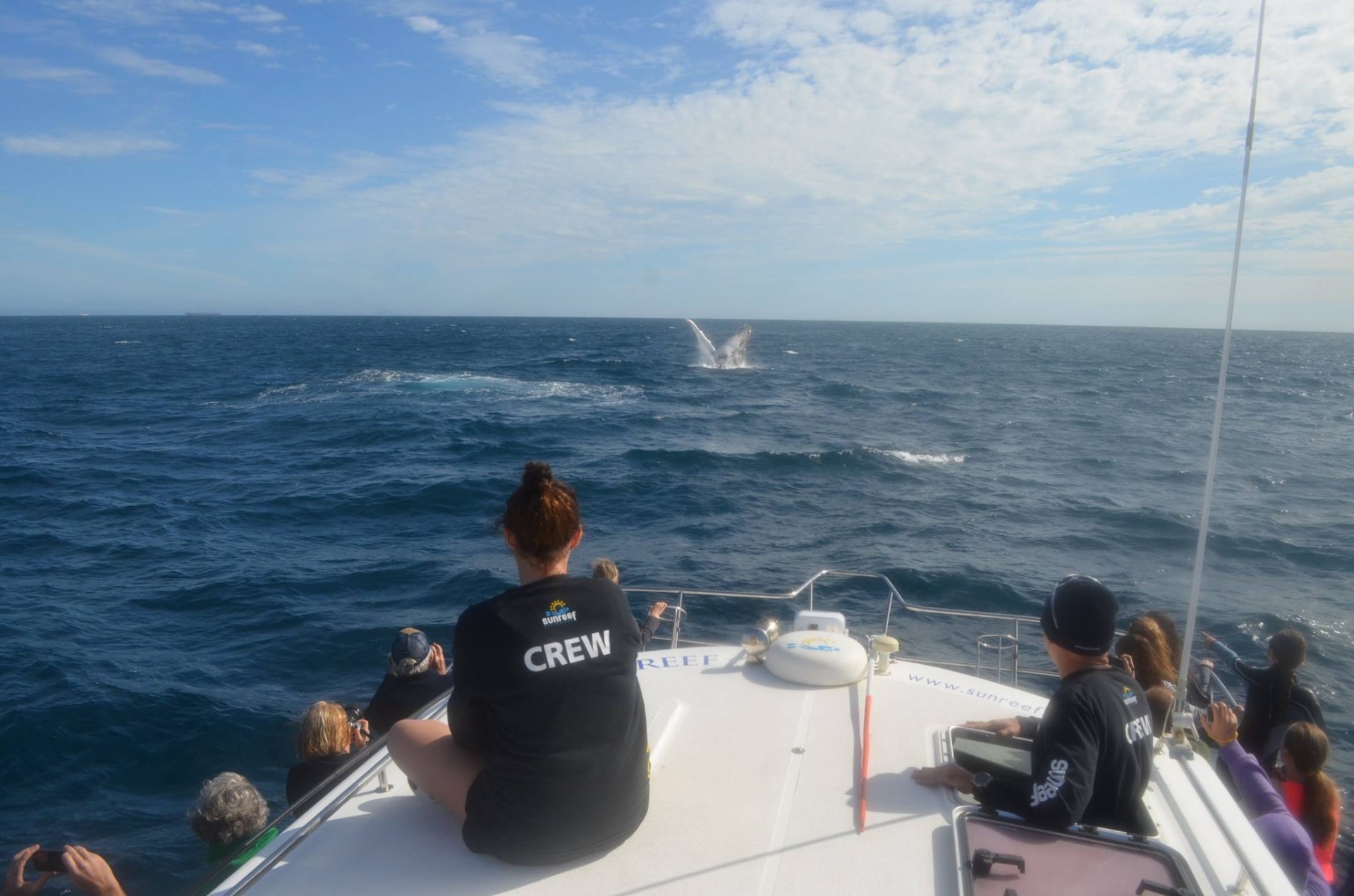 Mooloolaba Whale Watching Cruise - Tourism Town - The Tourism ...