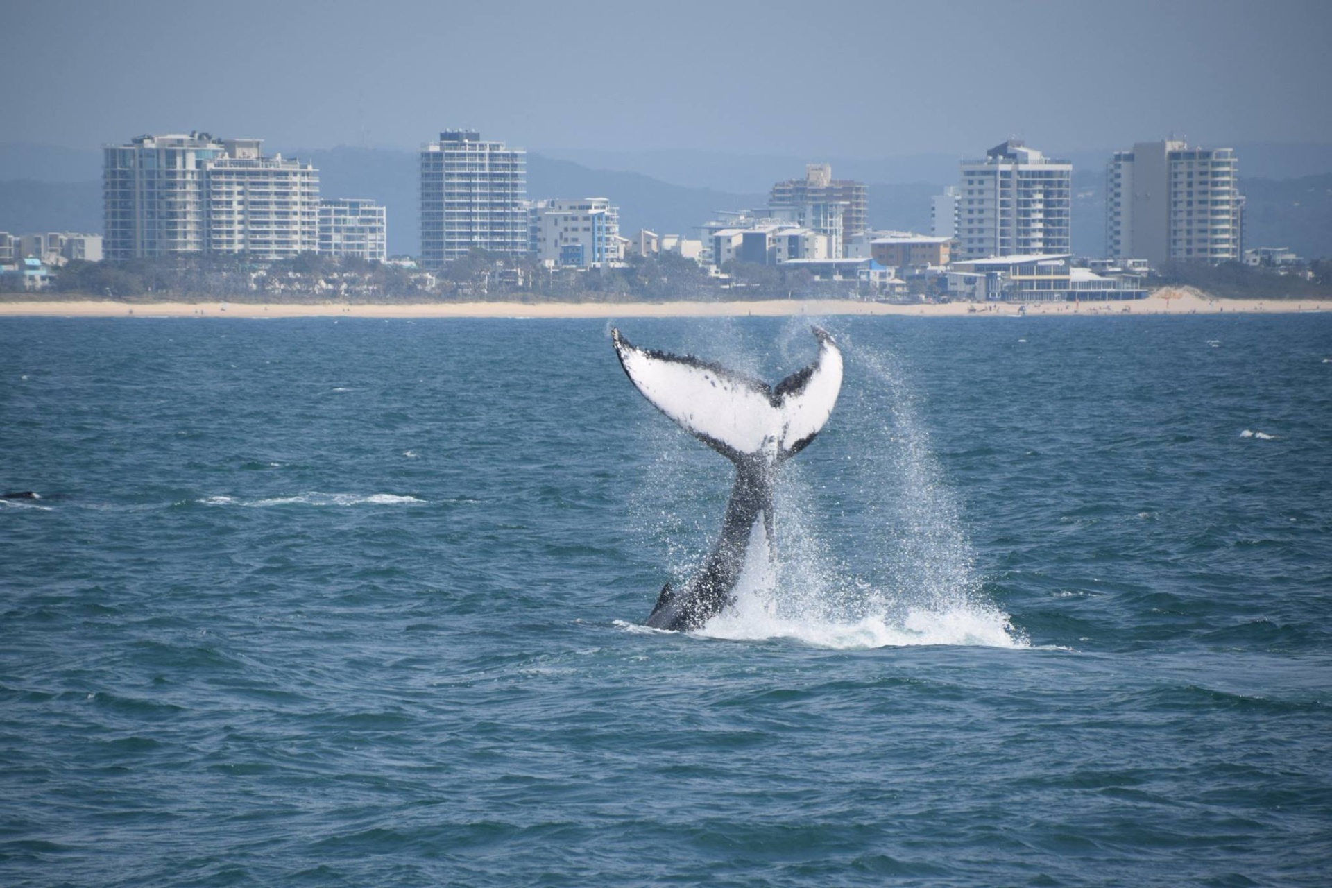 Mooloolaba Whale Watching Cruise - Tourism Town - The Tourism ...