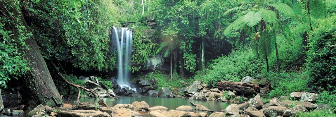 Springbrook and Tamborine Rainforest Tour - Tourism Town - The Tourism ...