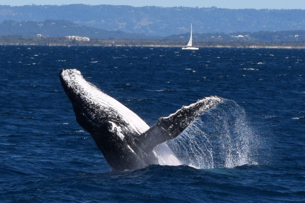Mooloolaba Whale Watching Cruise - Tourism Town - The Tourism ...