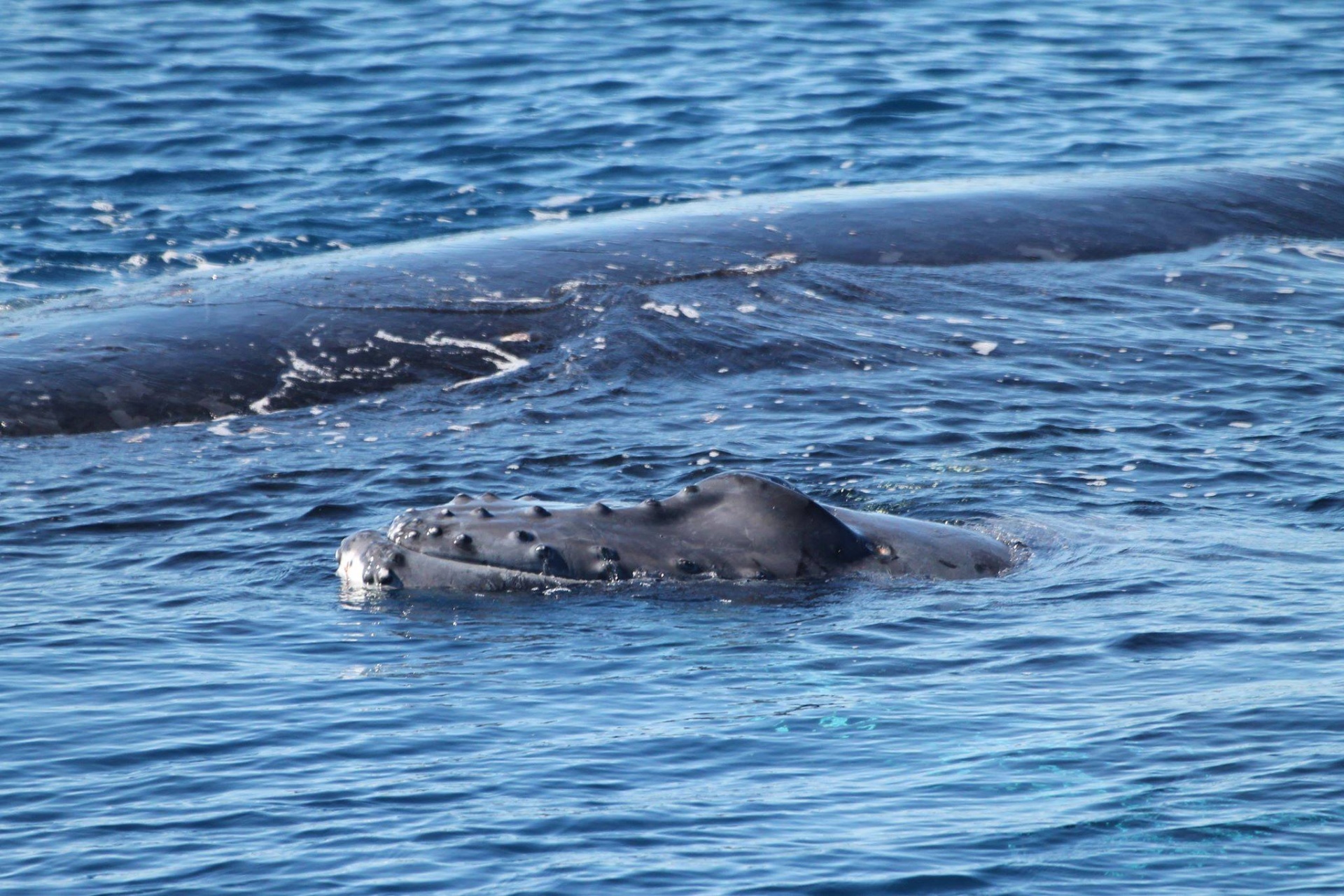 Mooloolaba Whale Watching Cruise - Tourism Town - The Tourism ...