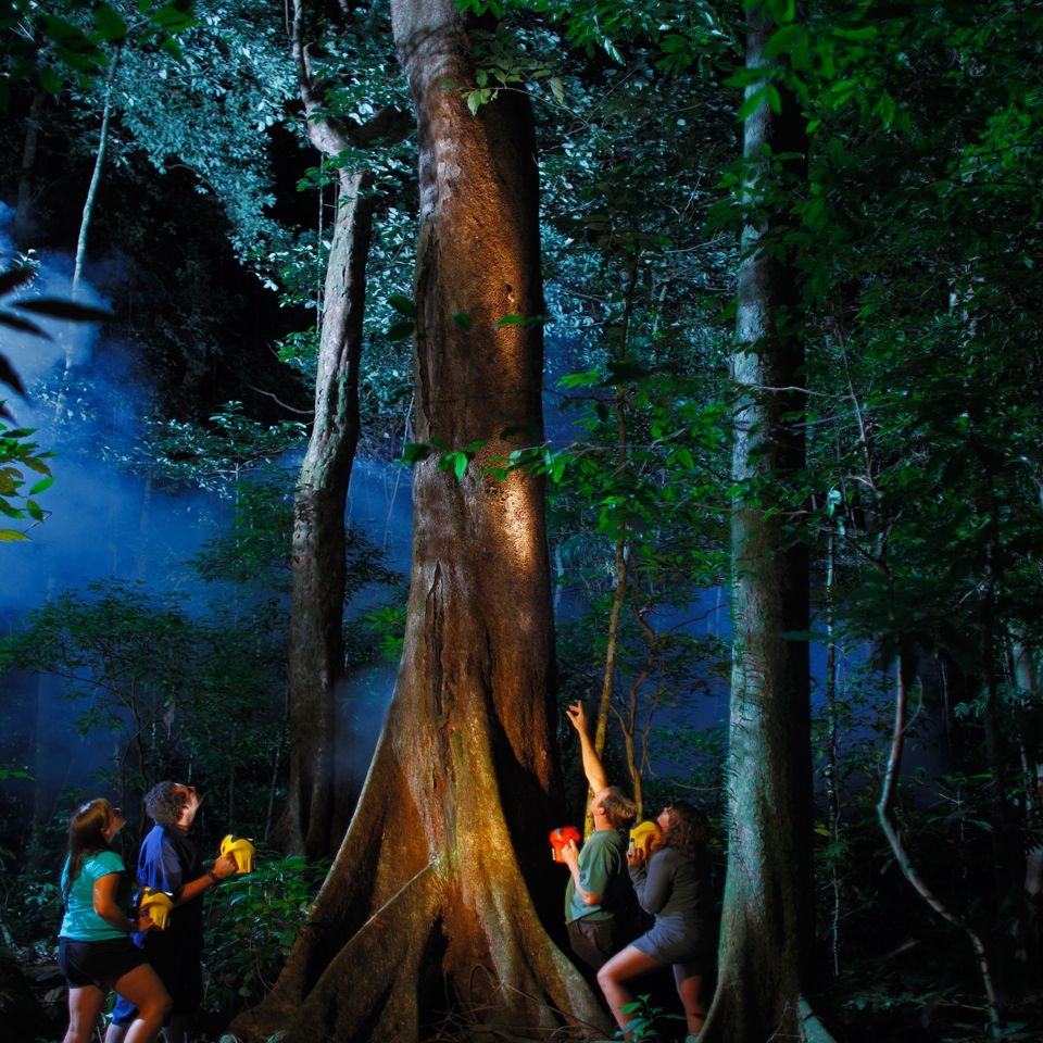 Jungle Adventures Night Walks - Tourism Town - The Tourism Marketplace ...