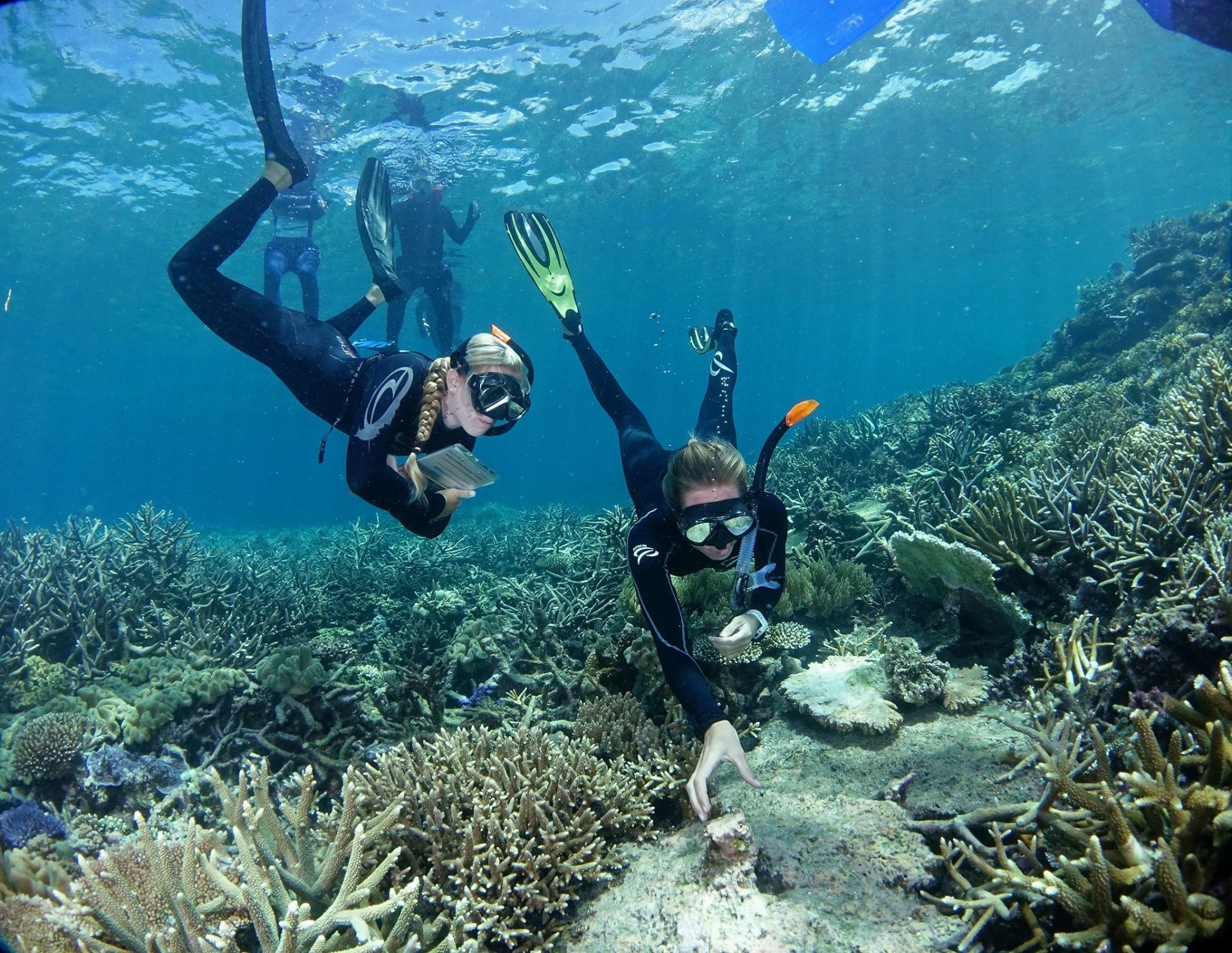 Ocean Freedom Cairns - Tourism Town - The Tourism Marketplace - Find ...