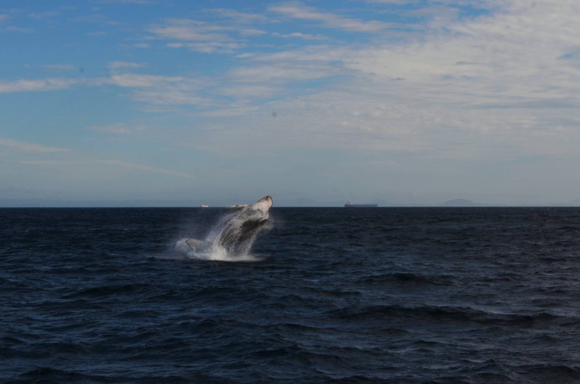 Mooloolaba Whale Watching Cruise - Tourism Town - The Tourism ...