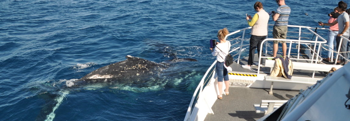 Mooloolaba Whale Watching Cruise - Tourism Town - The Tourism ...